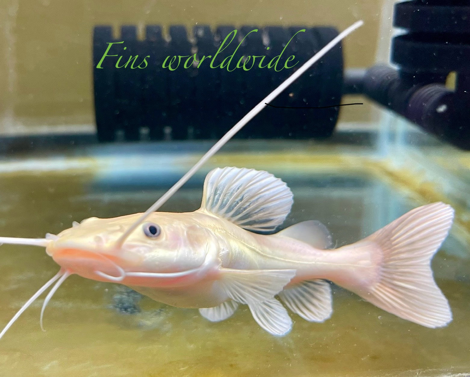 Fins Worldwide Exotic and Rare freshwater fish