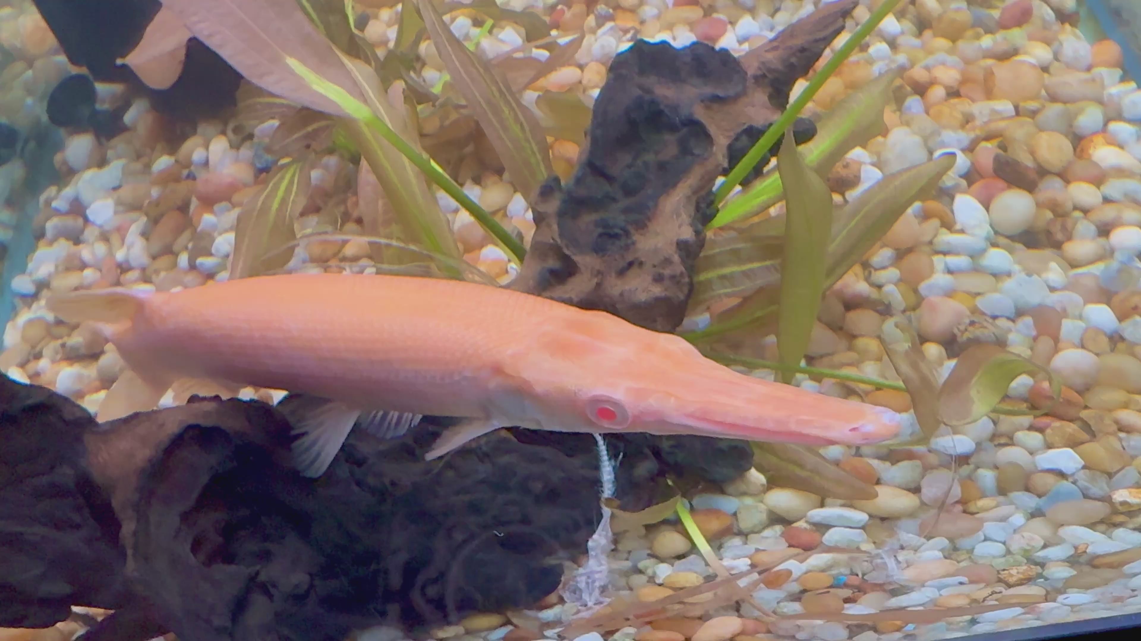 Albino gold alligator gar 11”-12” – Fins Worldwide